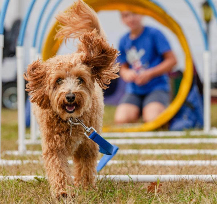 Everything you need to know ahead of Dog Fest at Harewood House - Your ...